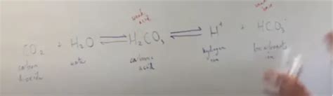16 Bicarbonate Buffer System Flashcards Quizlet