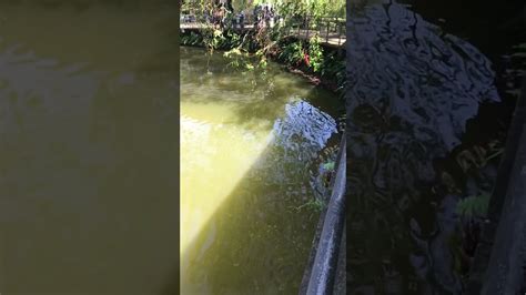 සීතාවක අවිස්සාවේල්ල හංස බෝට්ටු සවාරියේ අසිරිය ඇවිදින්න නම් මරු පොට් එක කපල්ස් පිරිලා Youtube