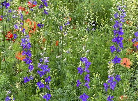 Larkspurs How To Plant And Grow Larkspur Flowers