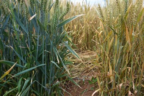Crossing Boundaries Looking At Wheat Diseases In Times Of The