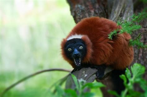 Red Ruffed Lemur