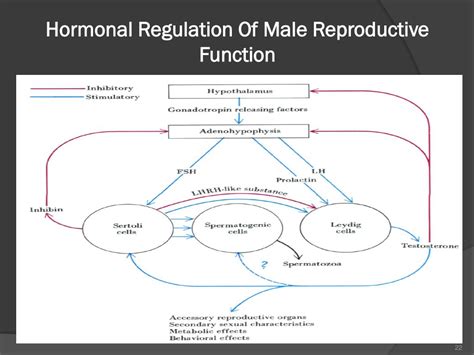 Ppt Spermatogenesis Powerpoint Presentation Free Download Id5715068