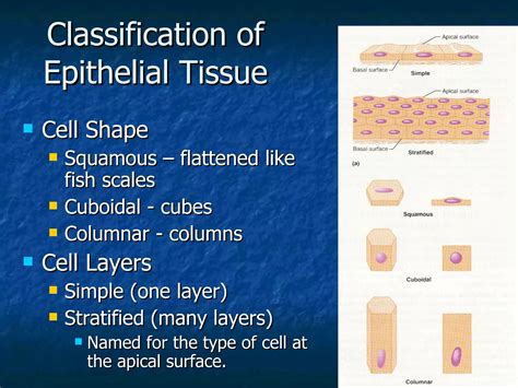 Epithelial Tissue Ppt