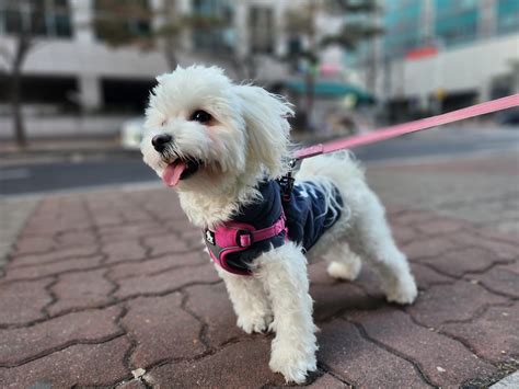 말티푸 봄이 골든리트리버분양 래브라도리트리버 골든리트리버무료분양 브리티쉬숏헤어 프렌치불독 리트리버 웰시코기무료분양 노르웨이숲고양이 강아지무료분양 유기견무료분양 유기묘