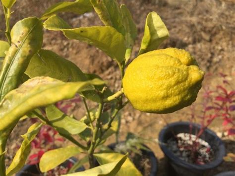 회사앞에 나와 있는 식물들 월동을 위한 하우스로 이동 월동 식물 이식