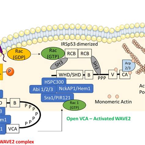 Structural Domains And Components Of Active And Inactive Wave