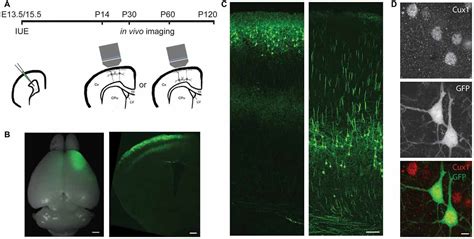 Frontiers Pyramidal Neurons In Different Cortical Layers Exhibit Distinct Dynamics And