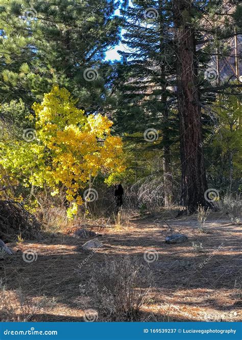 Aspen Trees Through A Trail In Ynp Stock Image Image Of Highway