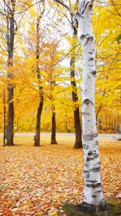 단풍국 캐나다에서 🇨🇦 Autumn Leaves In Canada Youtube