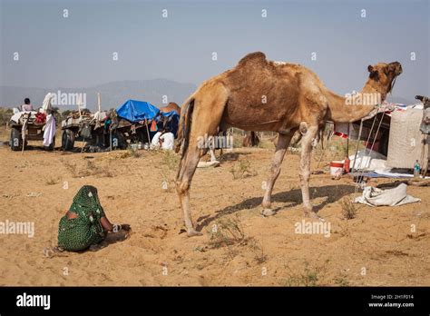 Pushkar India November 20 2012 Indian Woman Collecting Camel Camel
