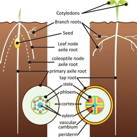 Dicot Root Cross Section Astonishingceiyrs
