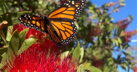 Monarch Migration Helping A Culturally Significant Pollinator Audubon