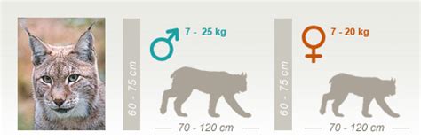 Description Of The Lynx Suurpedot Fi