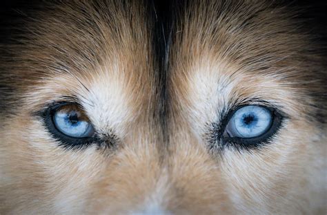 Siberian Husky Eyes Husky Eye Colors Problems And Care