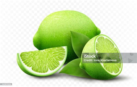 신선한 라임 세트 전체 라임 과일 반쪽 및 조각의 다양한 전망과 함께 투명한 배경에 고립 사실적인 3d 벡터 일러스트 레이 션 입체 이미지에 대한 스톡 벡터 아트 및 기타