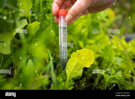 Female Scientist Studying Agricultural Research Woman Farmer Breeding Grass And Plants In A Lab