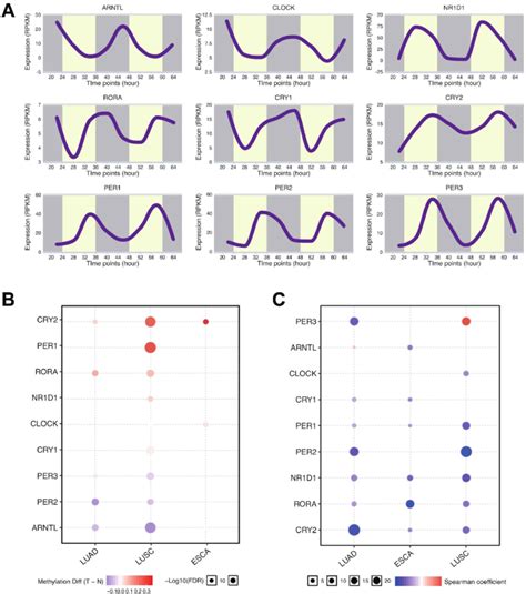 Core Circadian Clock Genes Are Altered In Thoracic Cancers A The