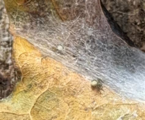 Tiny Spiderling Bugguide Net