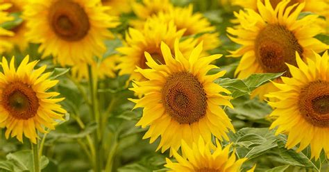 How To Plant And Grow Sensational Sunflowers Gardeners Path