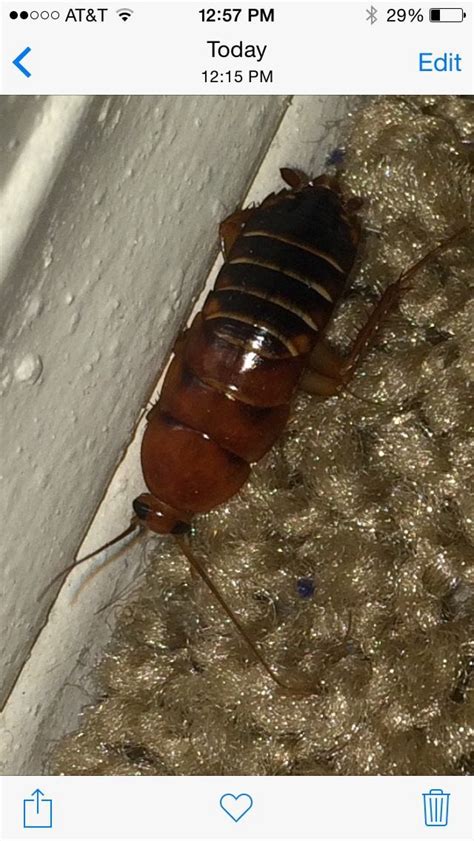 Phoenix Az Looks Like A Cockroach About An Inch Long Only Found One In My Bedroom