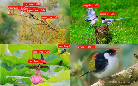 毕业设计选题 基于深度学习的鸟类识别目标检测系统 人工智能 机器学习 卷积神经网络传统的鸟类监测方法 Csdn博客