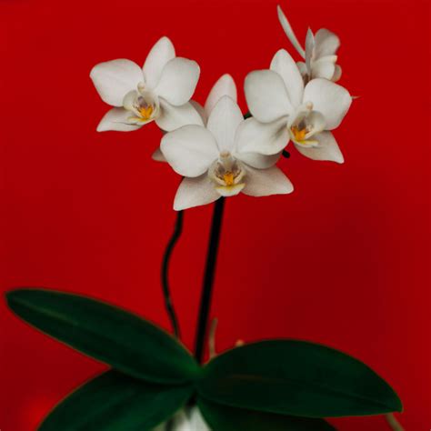 Как ухаживать за орхидеей в домашних условиях