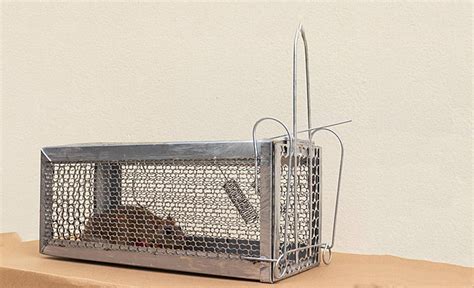 Mousetrap Catch Mice Danger Photo Background And Picture For Free