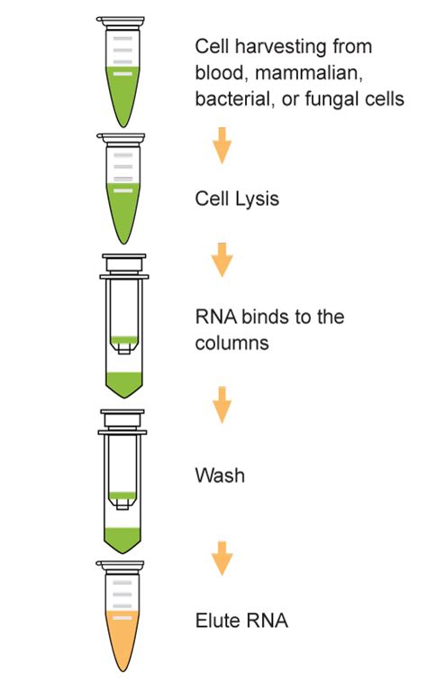 Bacterial Rna Extraction Protocol At Edward Stenhouse Blog