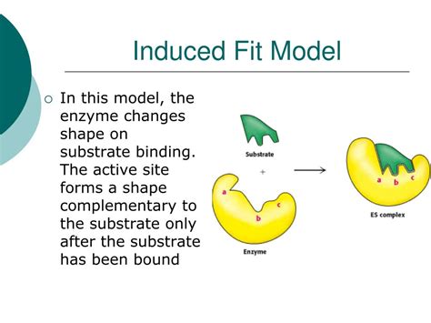 Ppt Basic Biochemistry Powerpoint Presentation Free Download Id