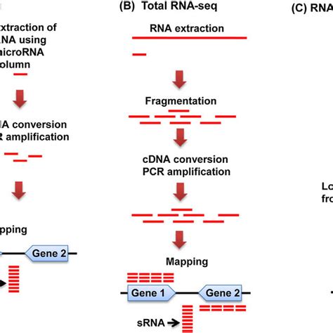 Flowchart Illustrating Bacterial Srna Identification A Sequence Download Scientific Diagram