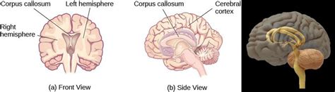 The Corpus Callosum Download Scientific Diagram