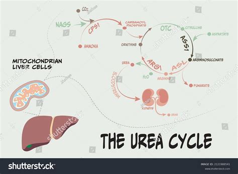 Metabolic Pathway Urea Cycle Stock Vector Royalty Free 2121988541
