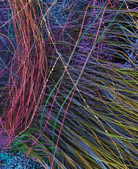 A Microscale Mouse Brain Model Physics Today