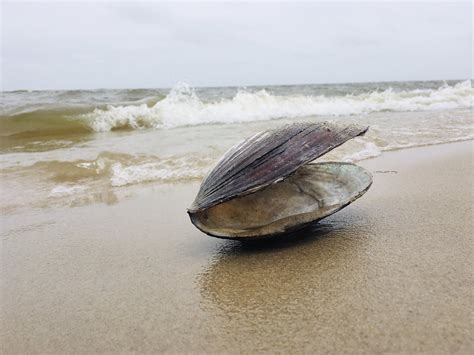 Мэдлээ Цахим контент