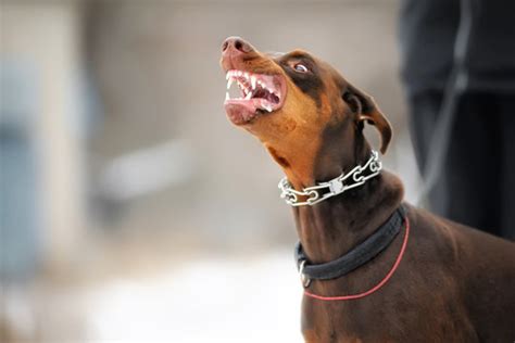 Angry Doberman