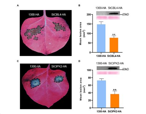 Transient Expression Of Stcbl4 And Stcipk2 Enhances The Resistance To Download Scientific