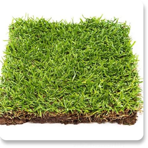 Sir Walter Soft Leaf Buffalo Turf