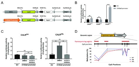Identification Of S100a8 As A Stat3 Target In Calr Del Cells A Download Scientific Diagram