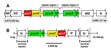 Ppt Inverted Terminal Repeats Powerpoint Presentation Free Download Id 4569818