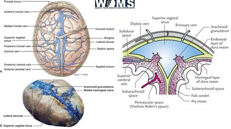 Groove For Superior Sagittal Sinus Neuroscience For Dentistry