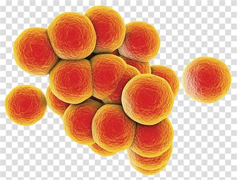 Free Mrsa Bacteria Cliparts Download Free Mrsa Bacteria Cliparts Png Images Free Cliparts On