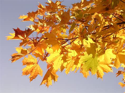 Maple Definition Species Height And Facts Britannica