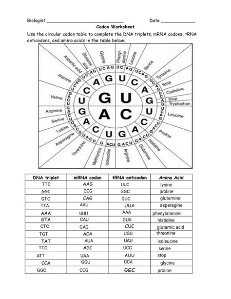Codon Practice Worksheet Answers Printable PDF Template