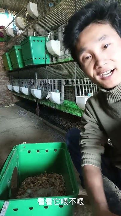 兔子生的多了也犯愁，你看多这老些咋整，突然想到这个方法试试兔子 养兔人 肉兔养殖 农村生活 Youtube