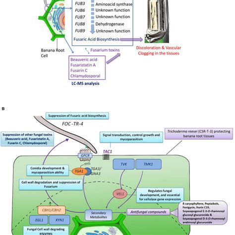 Pdf Biological Management Of Banana Fusarium Wilt Caused By Fusarium Oxysporum F Sp Cubense
