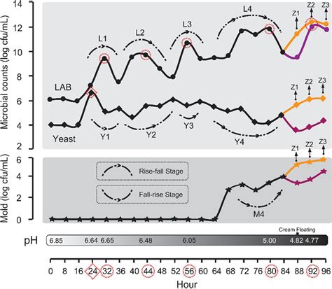 Microbial Dynamics During Natural Fermentation Of Milk Lab Yeast And Download Scientific