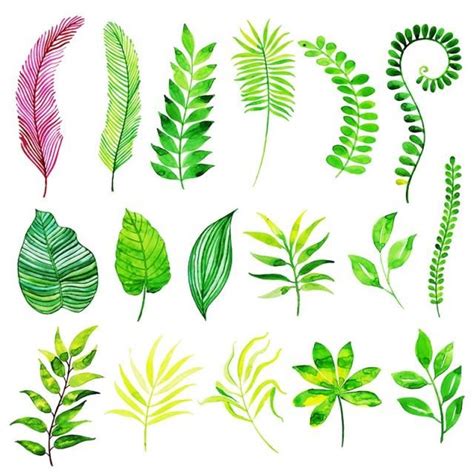 수채화 여름 잎 원소 세트 수채화 컬러 페인트 Png 일러스트 및 벡터 에 대한 무료 다운로드 Pngtree 수채화 꽃 여름