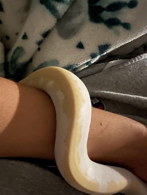 Super Fire Ball Python R Ballpython