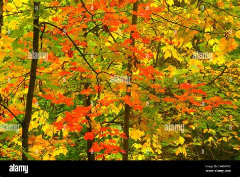 Forest Along Bug Lake Trail Adirondack Forest Preserve New York Stock