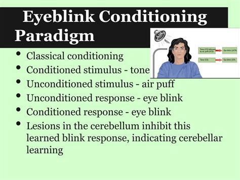 Ppt Cerebellum Powerpoint Presentation Free Download Id2263683